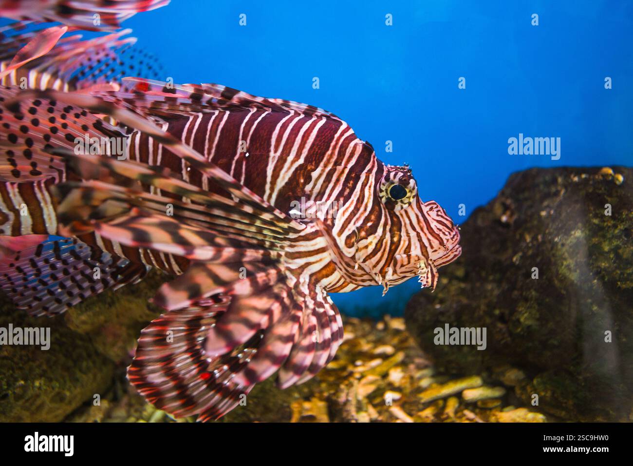 Fish in an aquarium in the National Oceanographic Museum of Vietnam ...