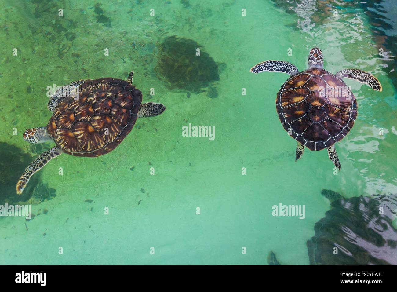 Sea turtles in the pool in the National Oceanographic Museum of Vietnam ...
