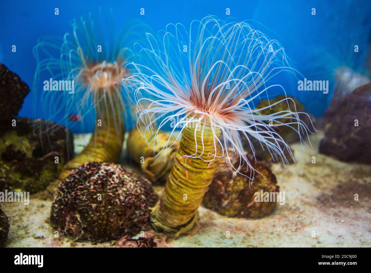 Sea anemone (anemone) with white tentacles in the aquarium. National ...