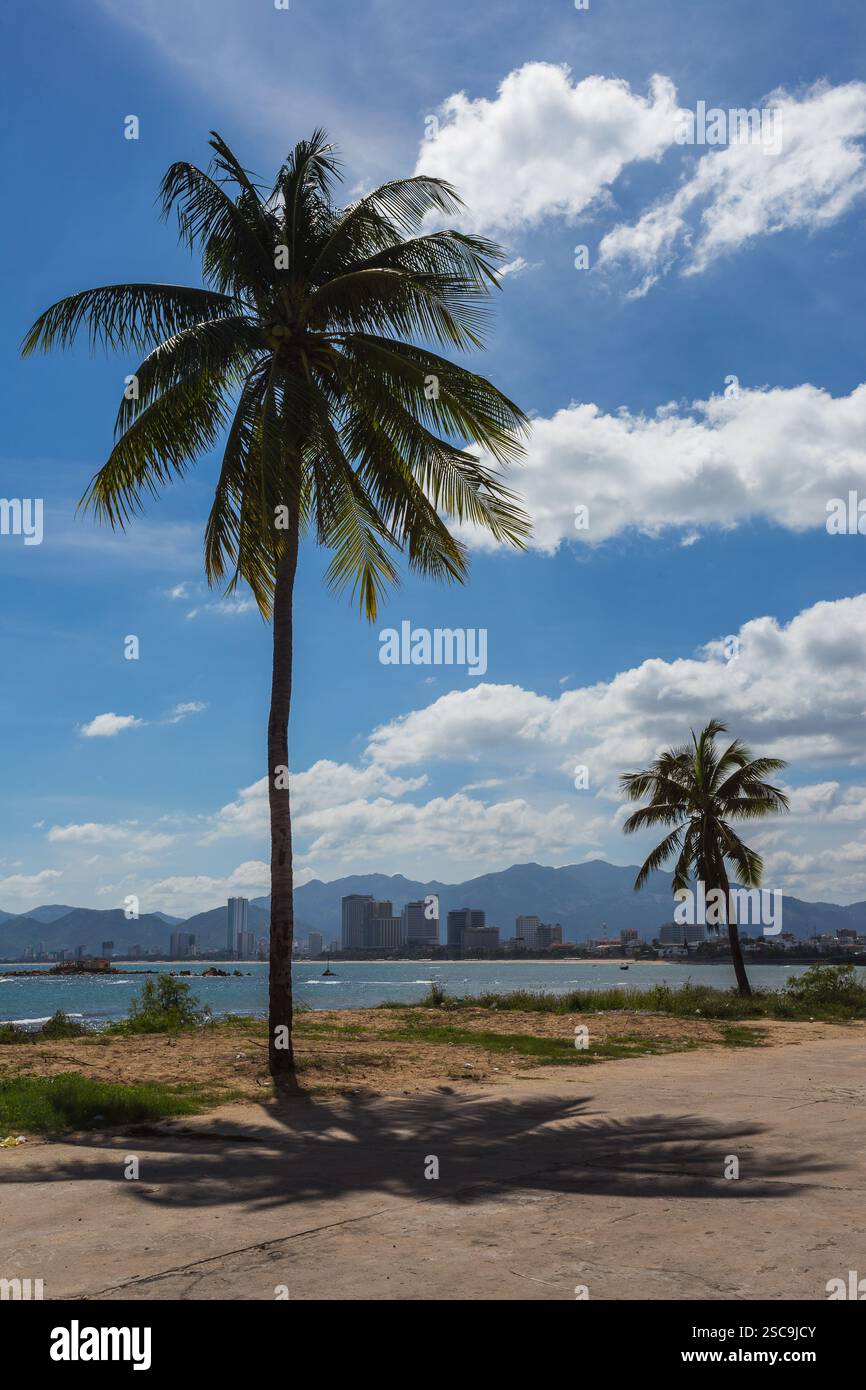 Palm trees on the shore of the sea Stock Photo - Alamy