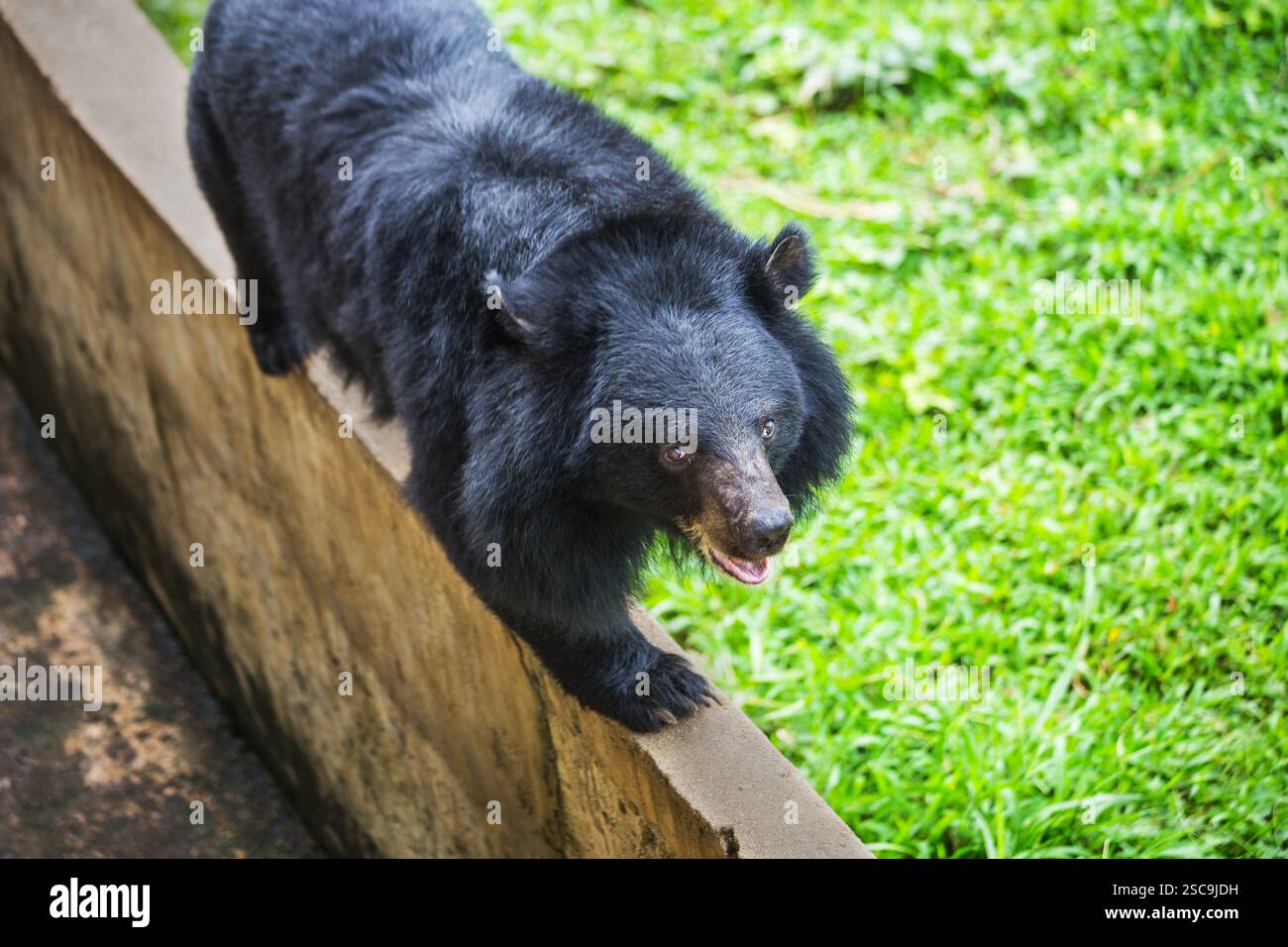 Asiatic black bear, Tibetan black bear, Ursus thibetanus, large ...