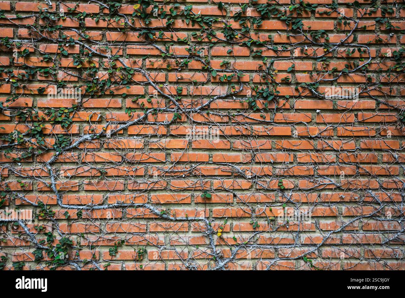 Bricks wall background with leaf of ivy Stock Photo - Alamy
