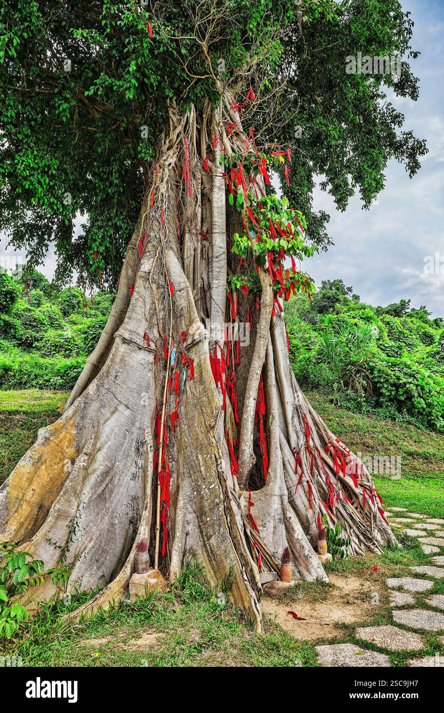 tree with colored ribbons is believed to bring luck. Vietnam Stock ...
