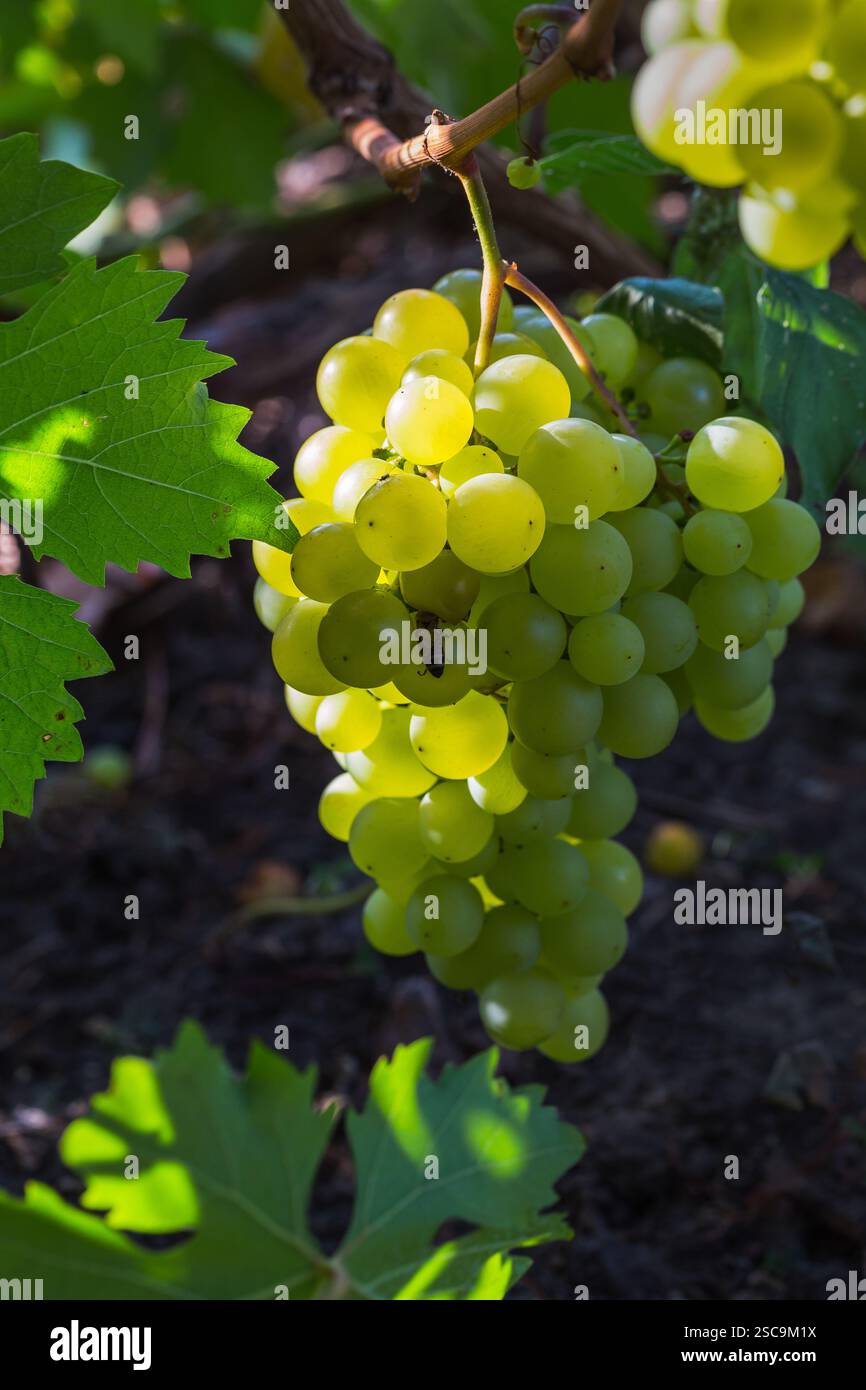 Sweet and tasty white grape bunch on the vine Stock Photo - Alamy
