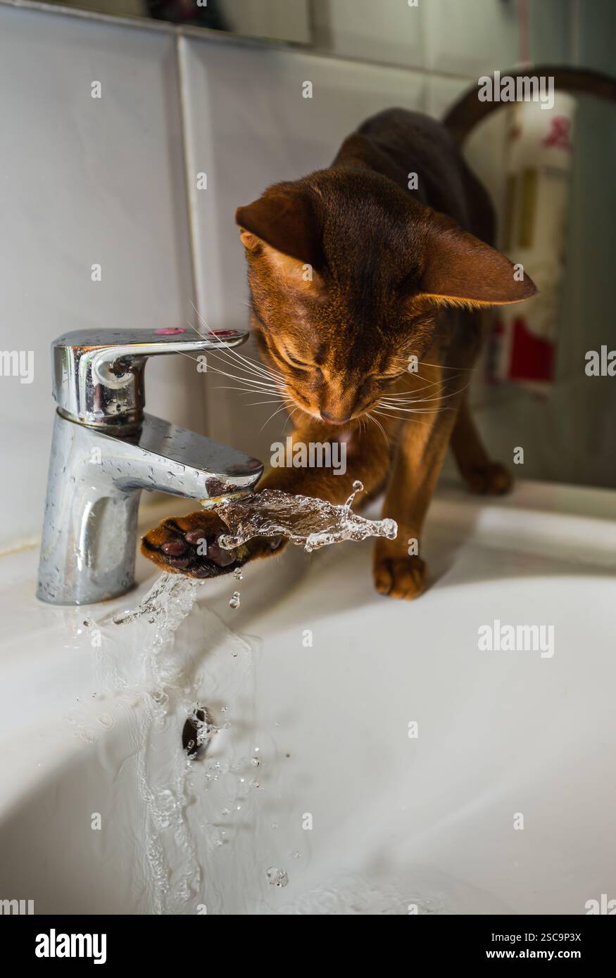 Abyssinian cat drinks water from the tap Stock Photo - Alamy