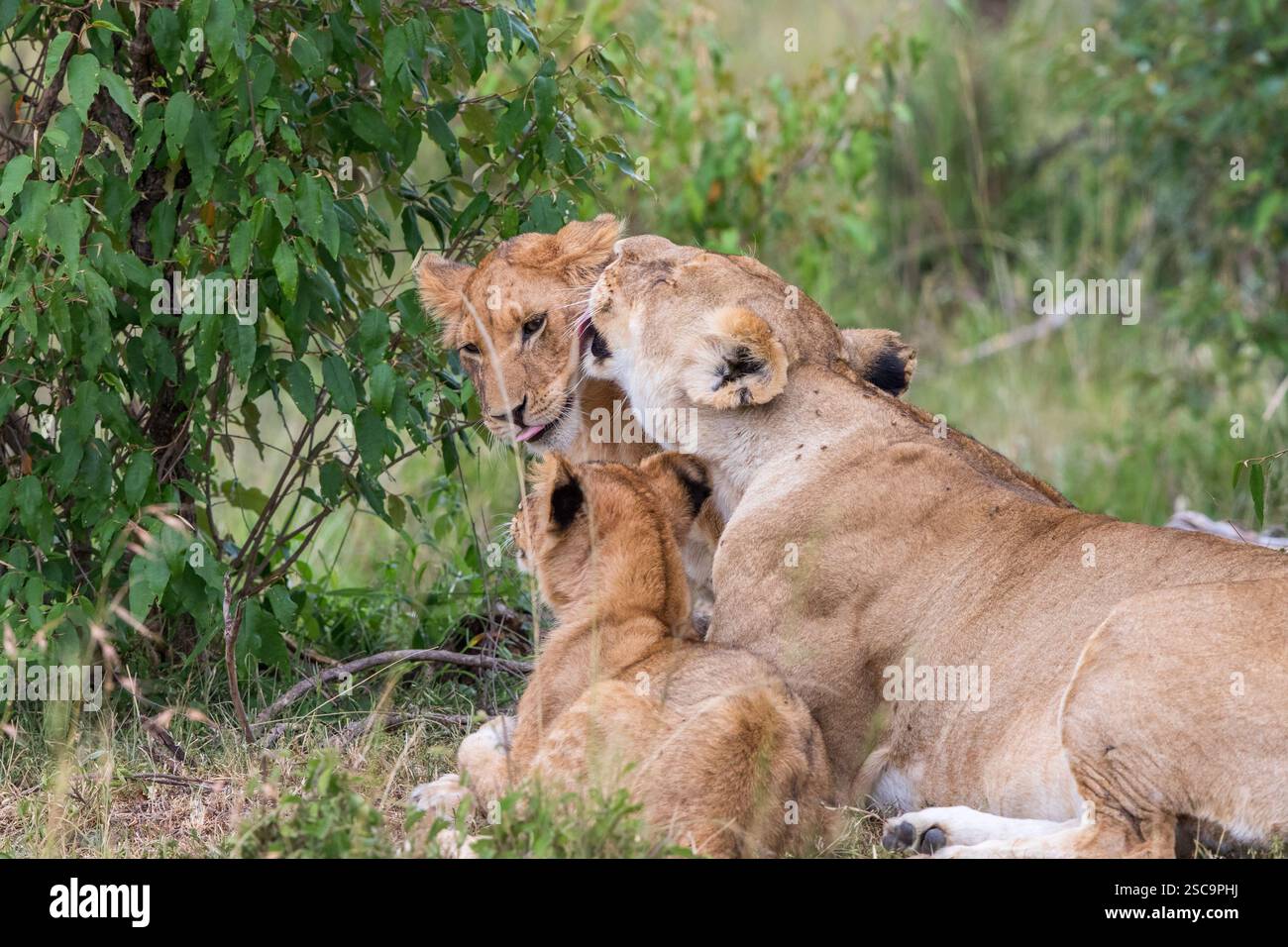 Lion Mother lying and licking a cub Stock Photo - Alamy