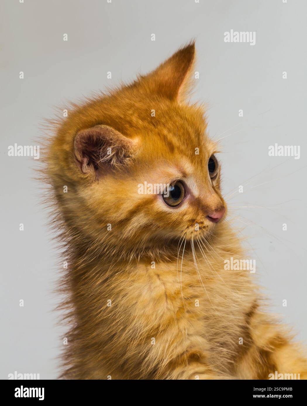 The little red cat playing with himself Stock Photo - Alamy