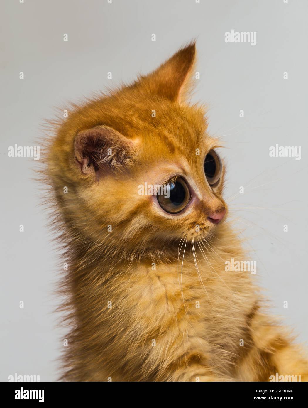 Little red cat hi-res stock photography and images - Alamy