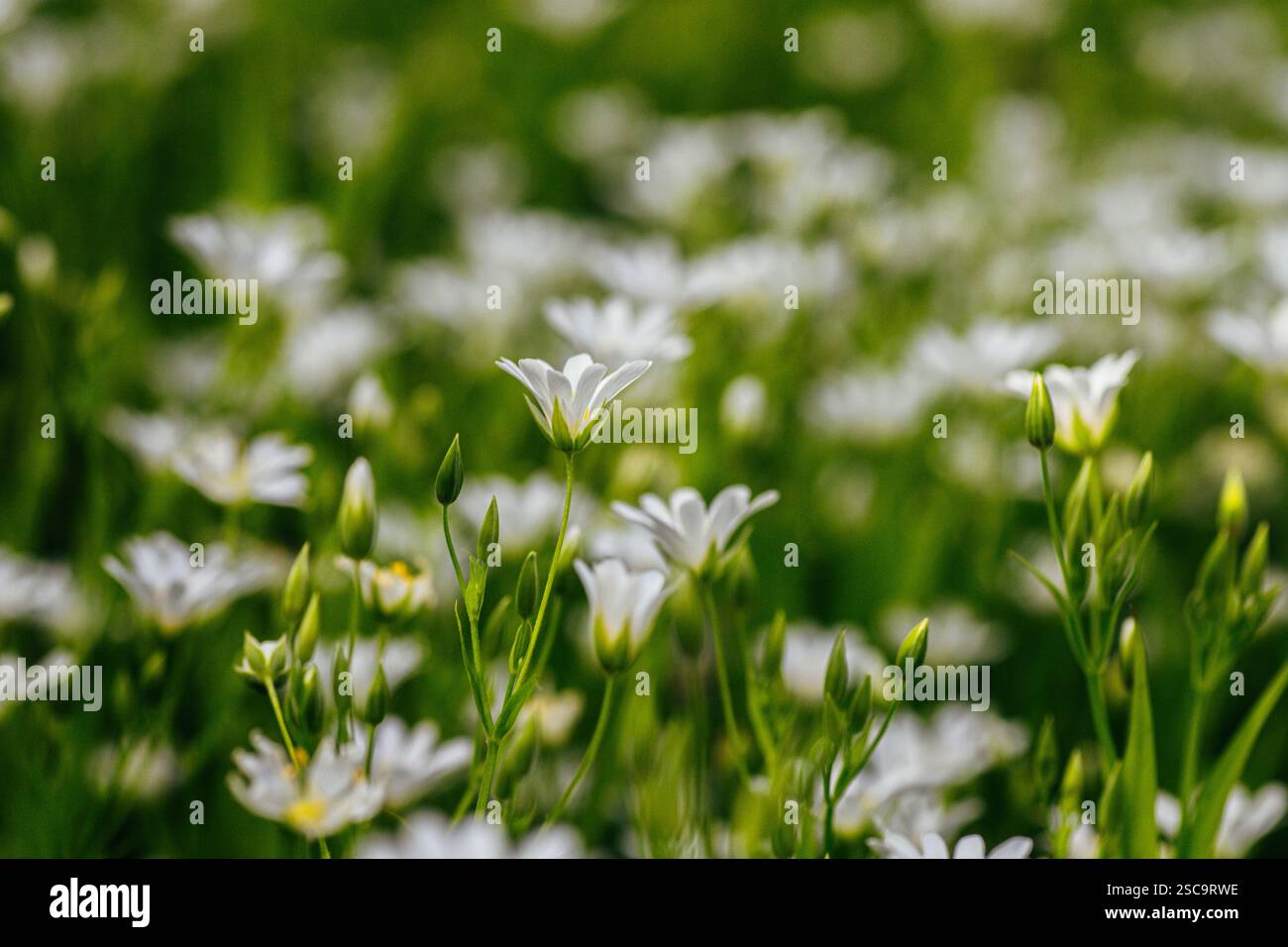 Chickweed in Spring Meadows Stock Photo - Alamy