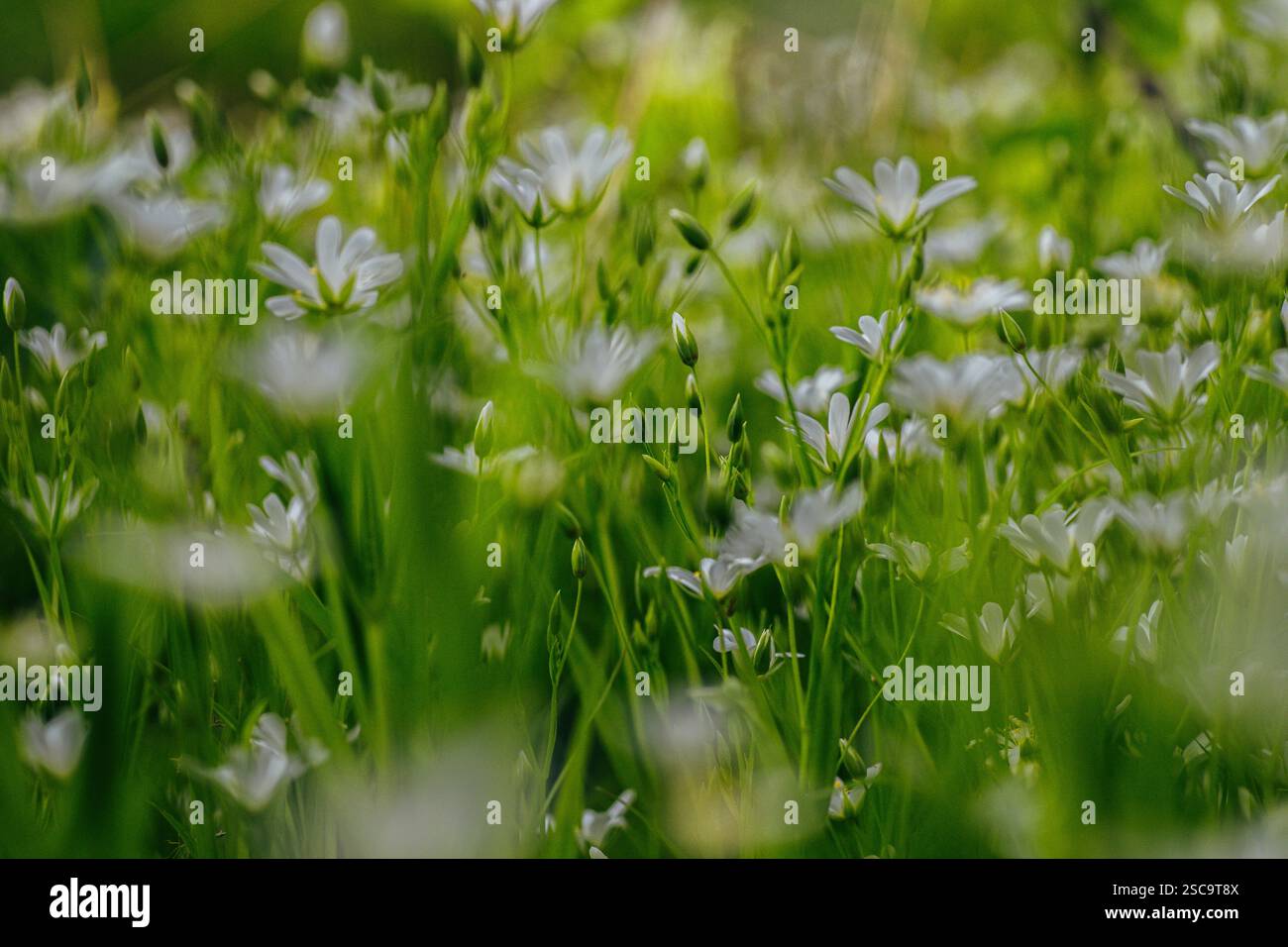 Chickweed in spring meadows hi-res stock photography and images - Alamy