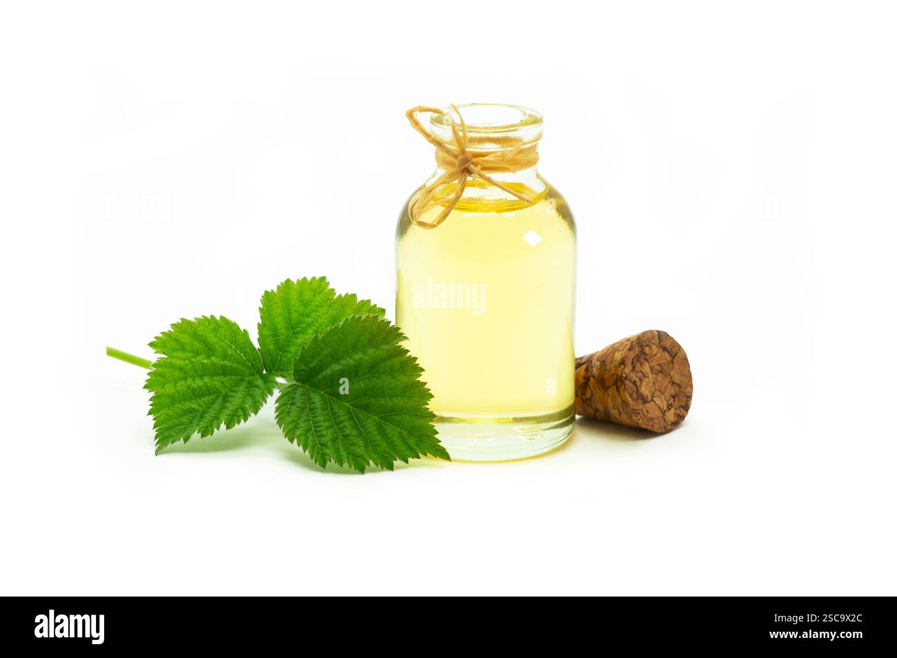 Glass bottle of nettle essential oil with fresh nettle twigs and leaves ...