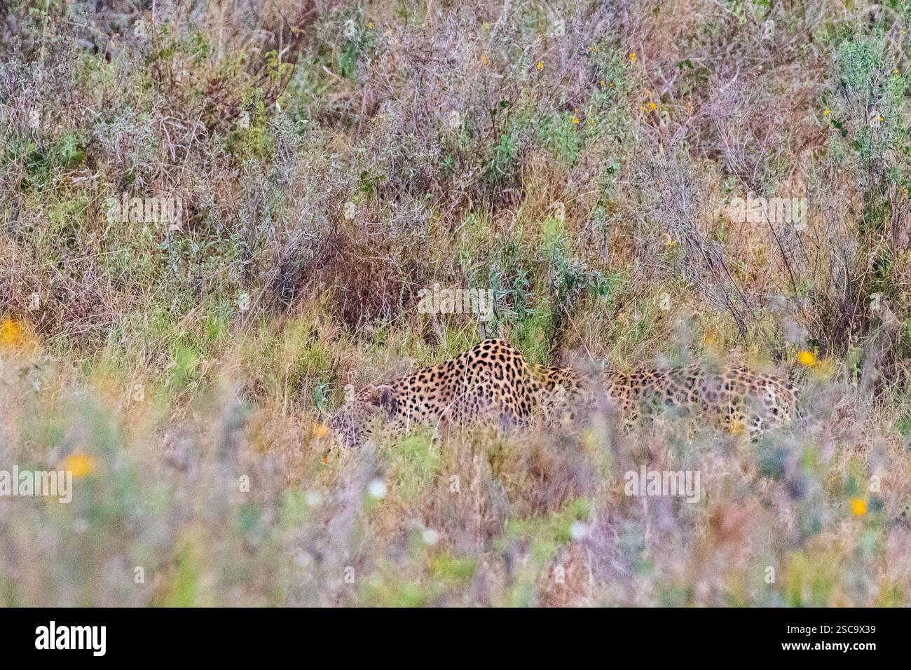 A leopard -Panthera pardus- hides in the bushes of the Serengeti ...