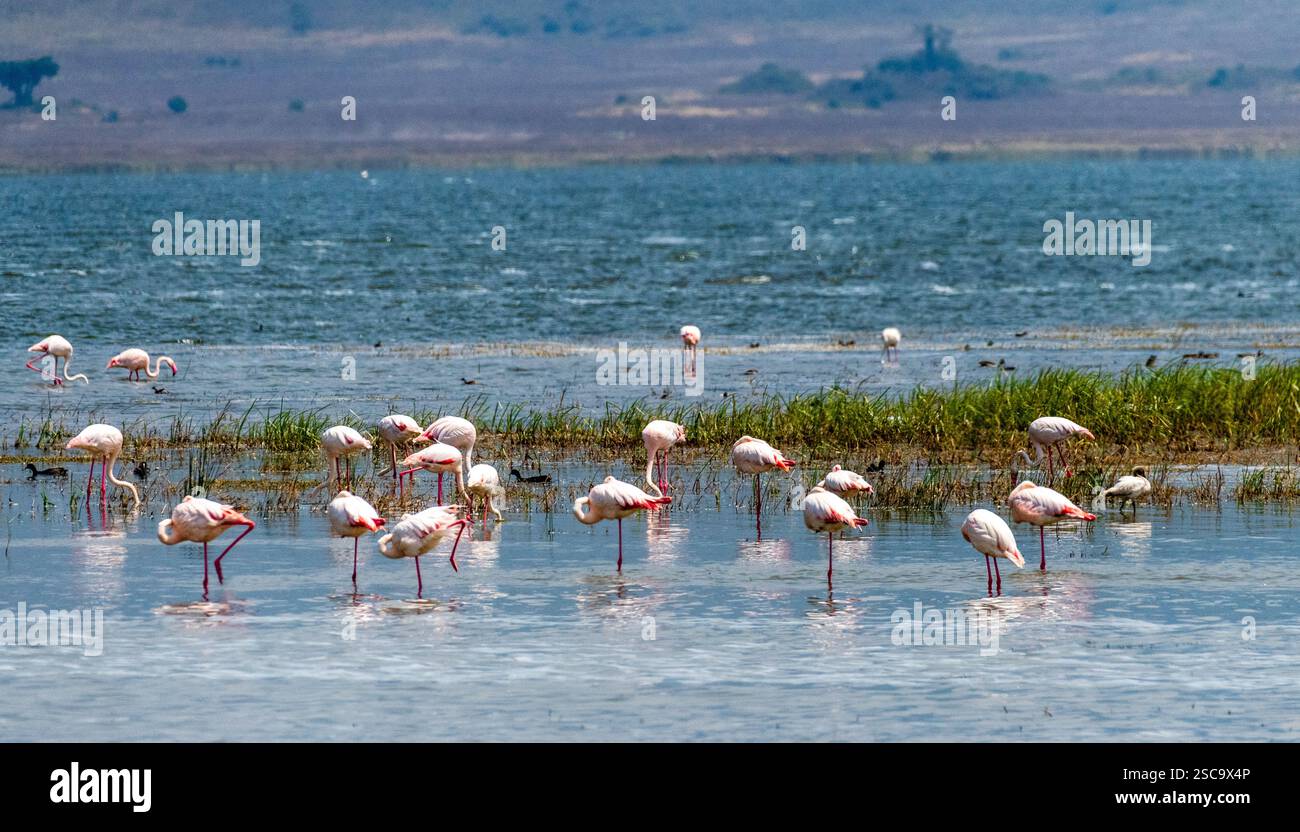 Greater Flamingos - Phoenicopterus roseus- standing in lake Magadi in ...
