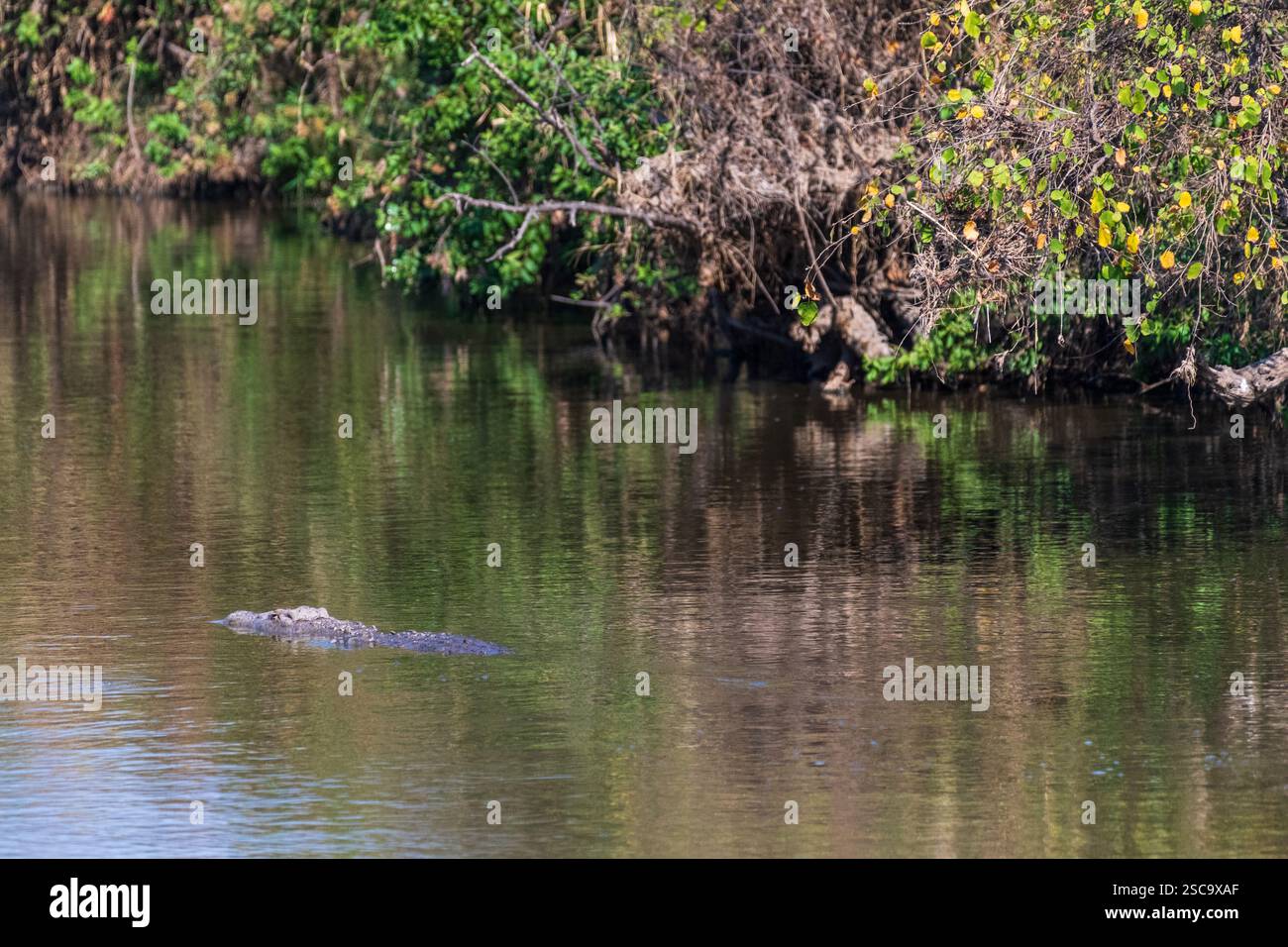 Telephoto of a Nile Crocodile - Crocodylus niloticus- swimming in a ...