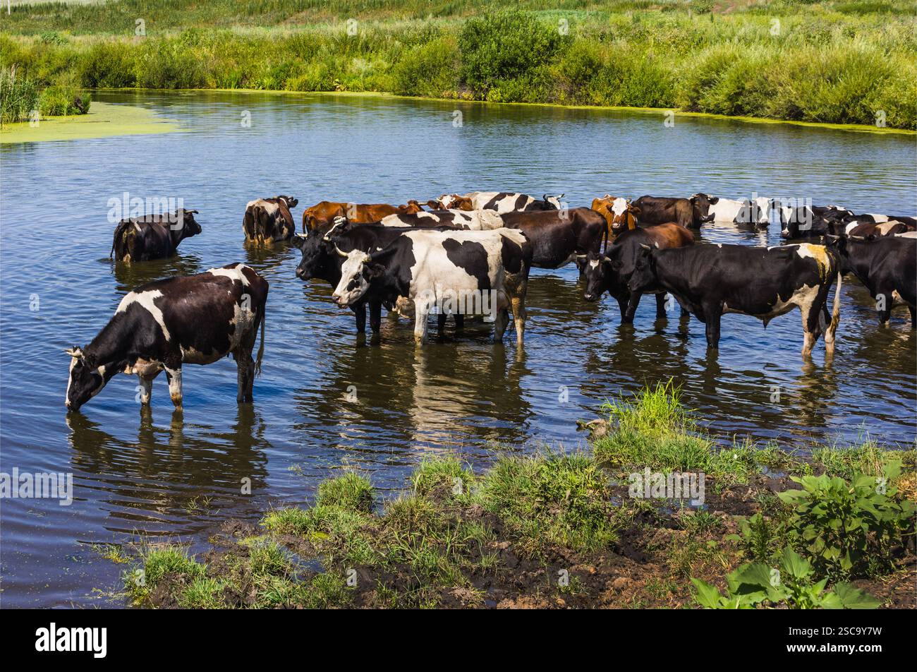 Cows wade cross the river in the countryside Stock Photo - Alamy