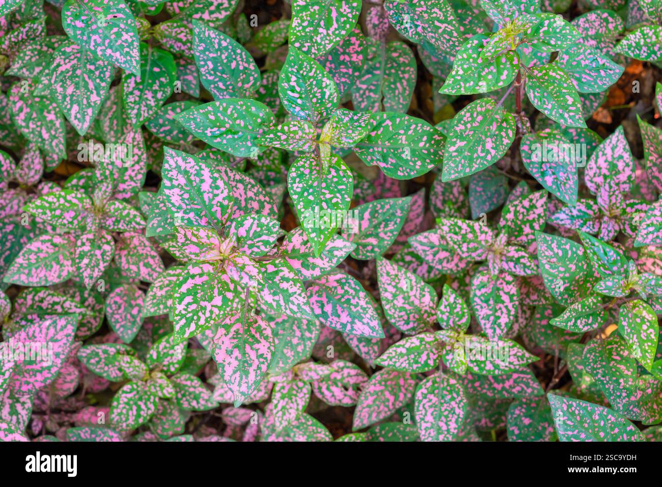 Plant hypoestes phyllostachya hi-res stock photography and images - Alamy