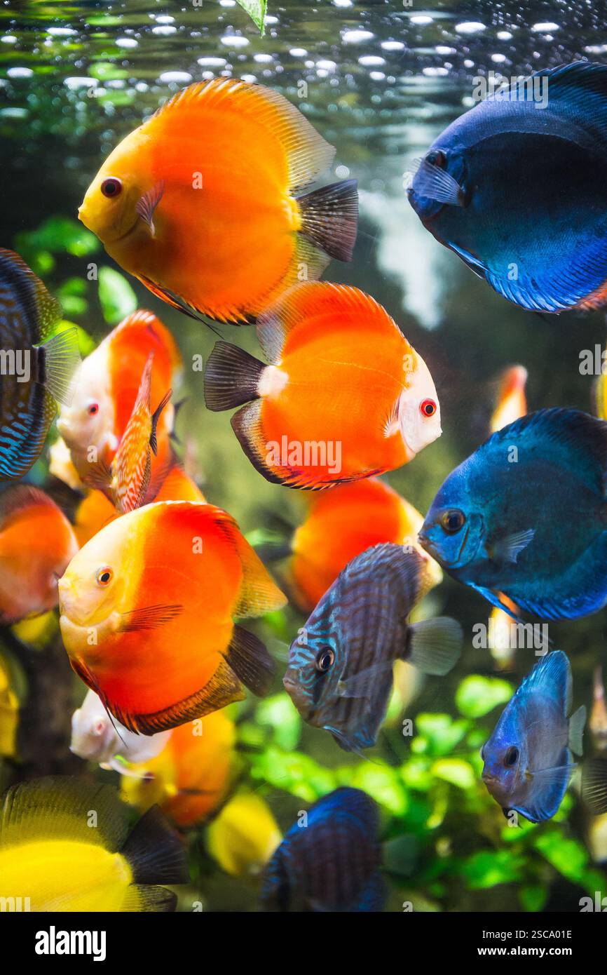 Symphysodon discus in an aquarium on a green background Stock Photo - Alamy