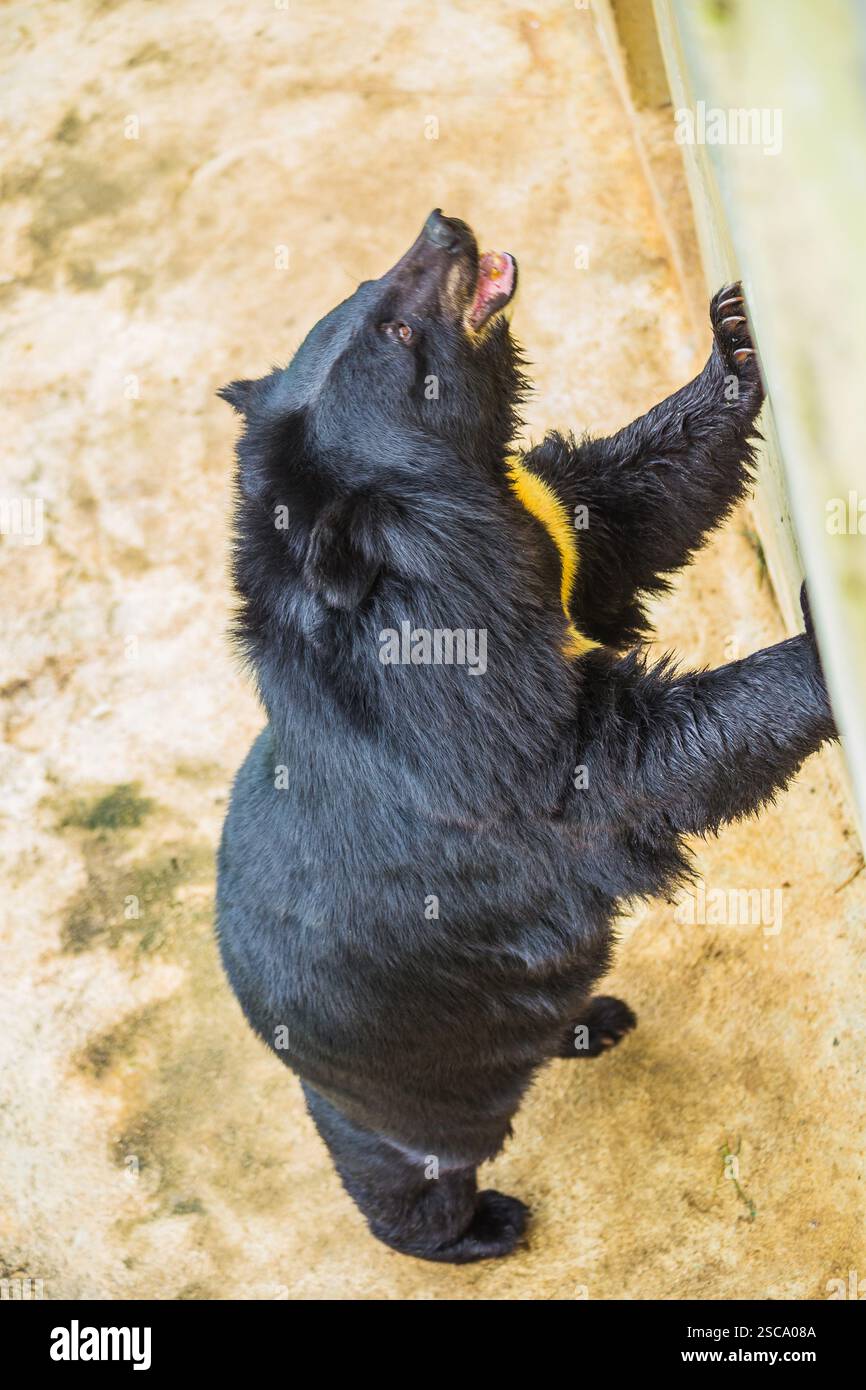 Asiatic black bear, Tibetan black bear, Ursus thibetanus, large ...
