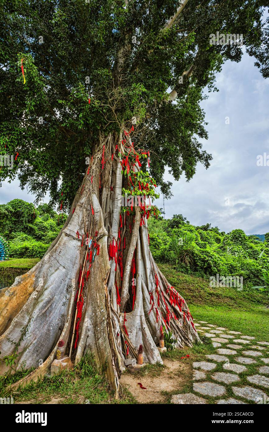 tree with colored ribbons is believed to bring luck. Vietnam Stock ...