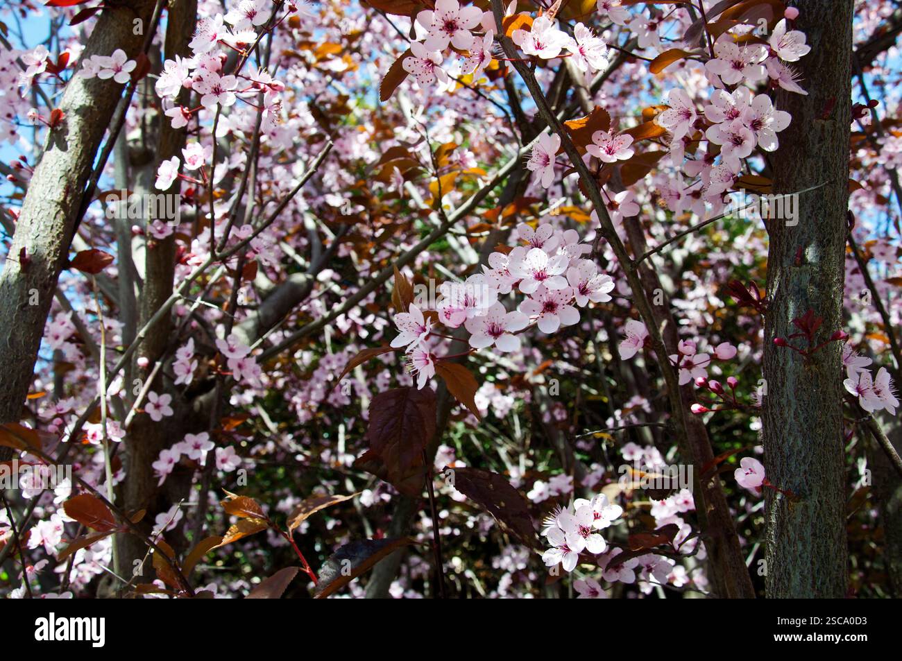 Cereo hi-res stock photography and images - Alamy