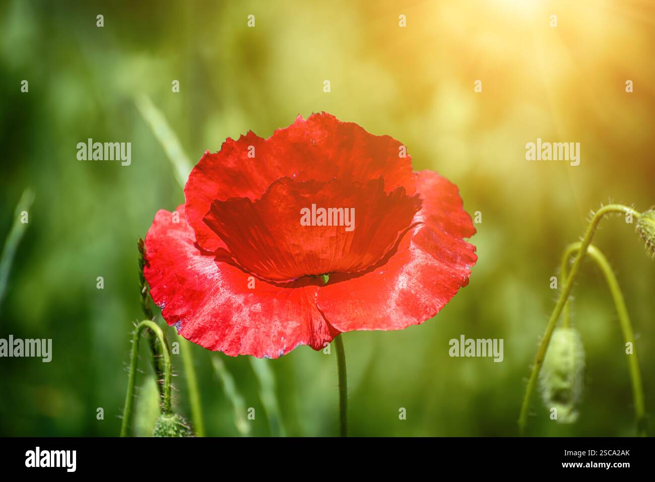 Red spring poppy Stock Photo - Alamy