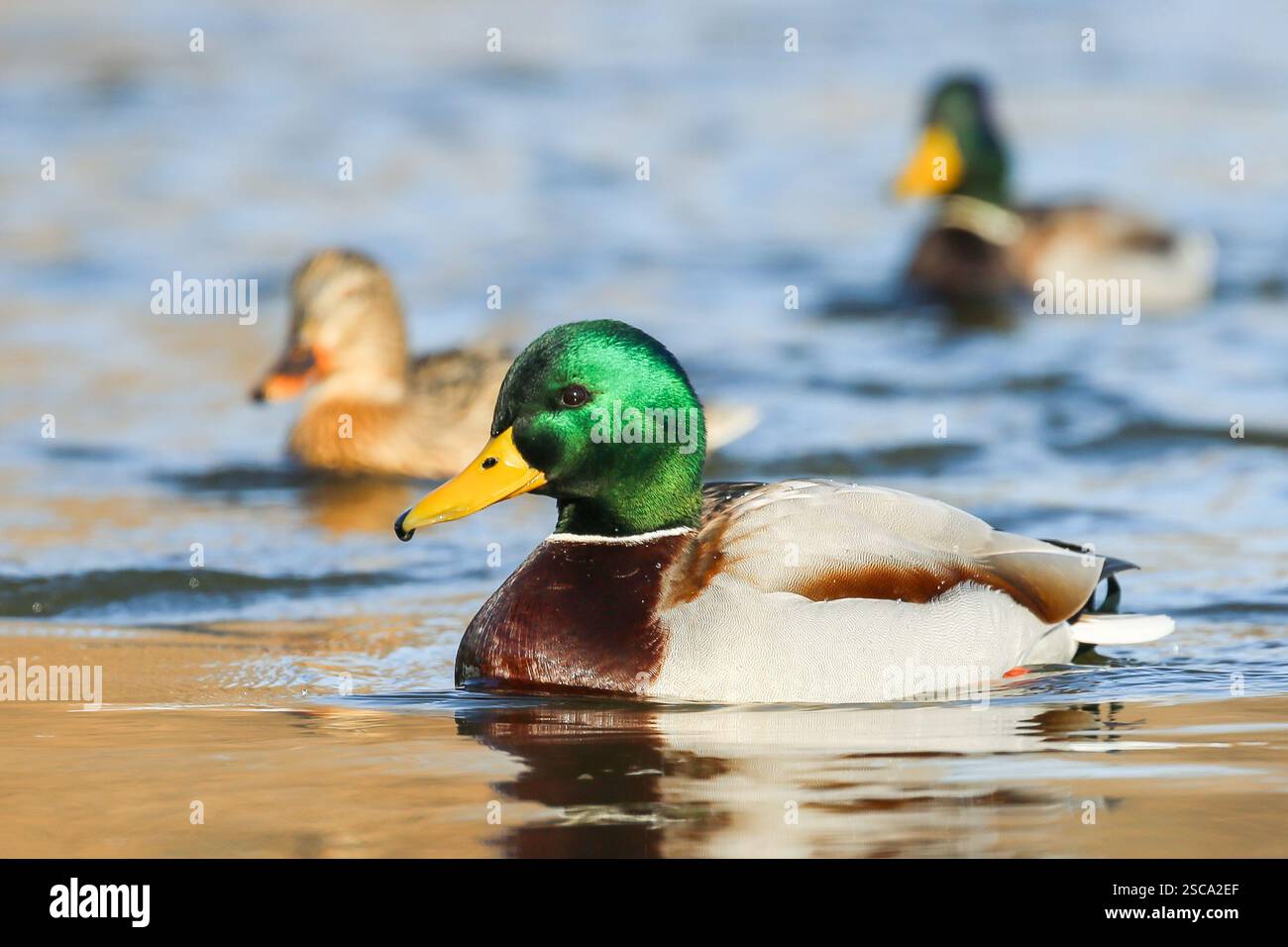 A mallard ducks male floating on the river foraging for wild food Stock ...