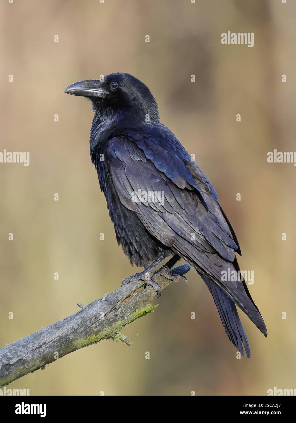 Black crow part raven hi-res stock photography and images - Alamy