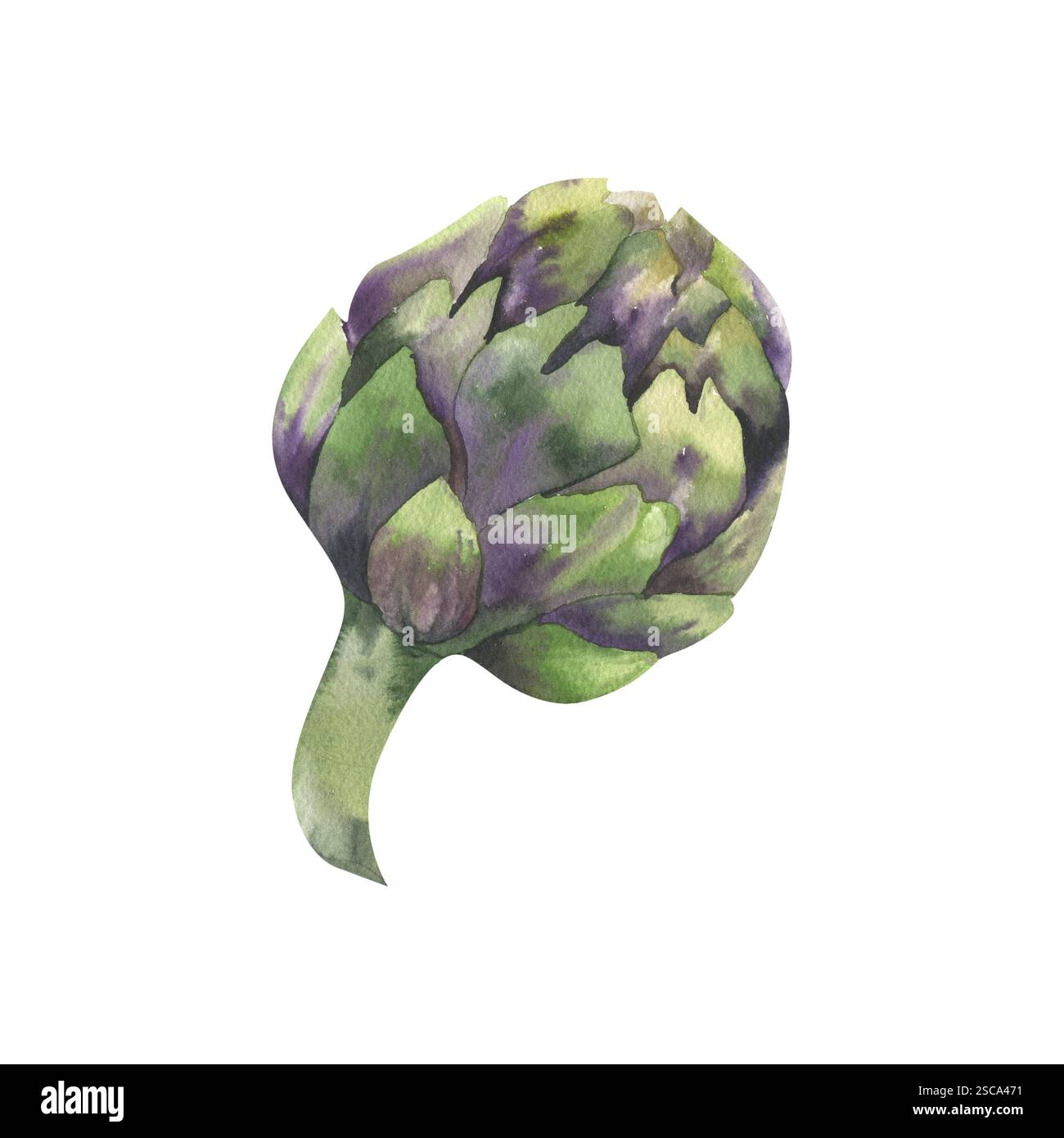 Artichoke green vegetable watercolor illustration. Hand drawn ...