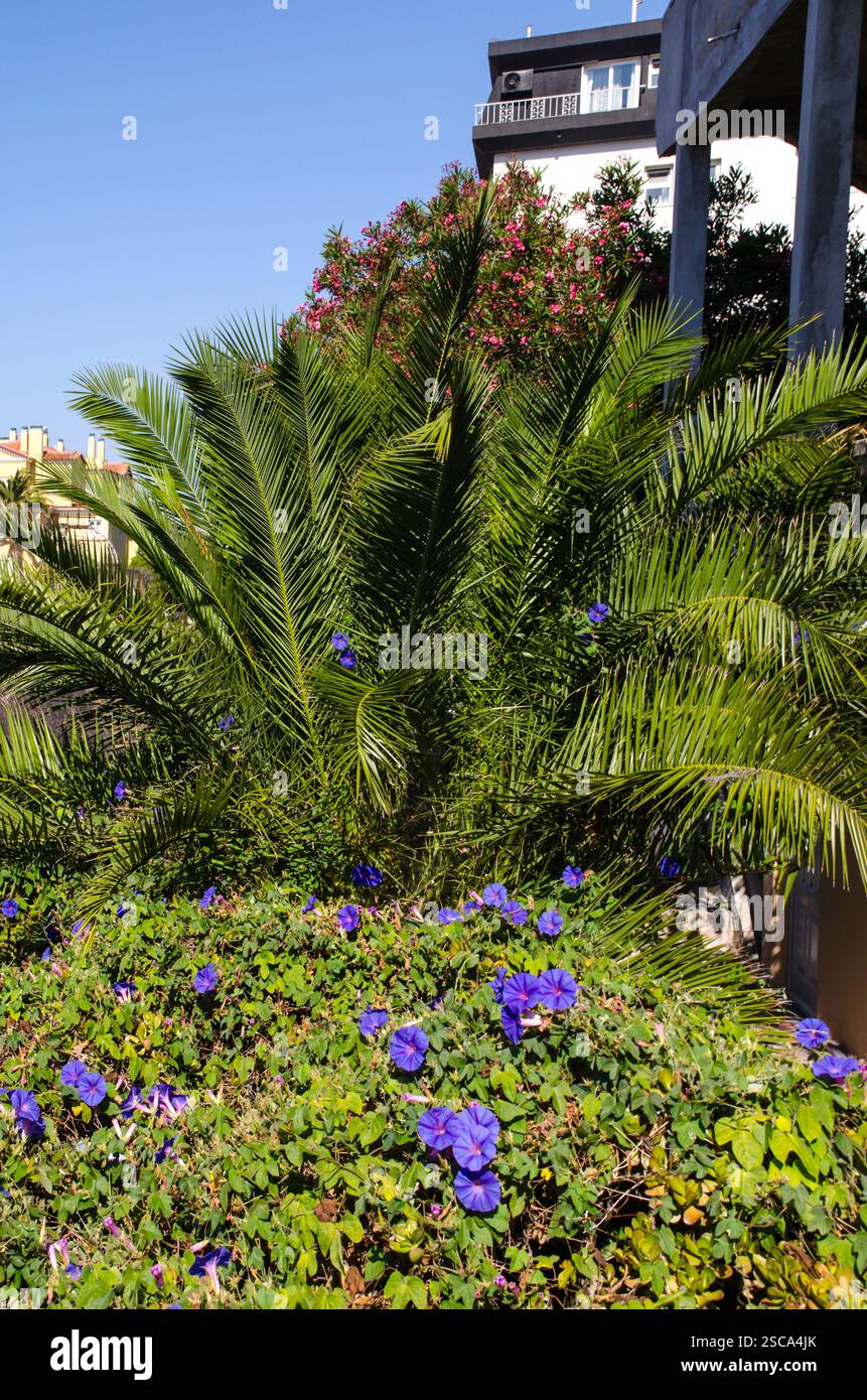 Ipomoea Purpurea, Morning Glory, a palm and pink Oleander Nerium Stock ...