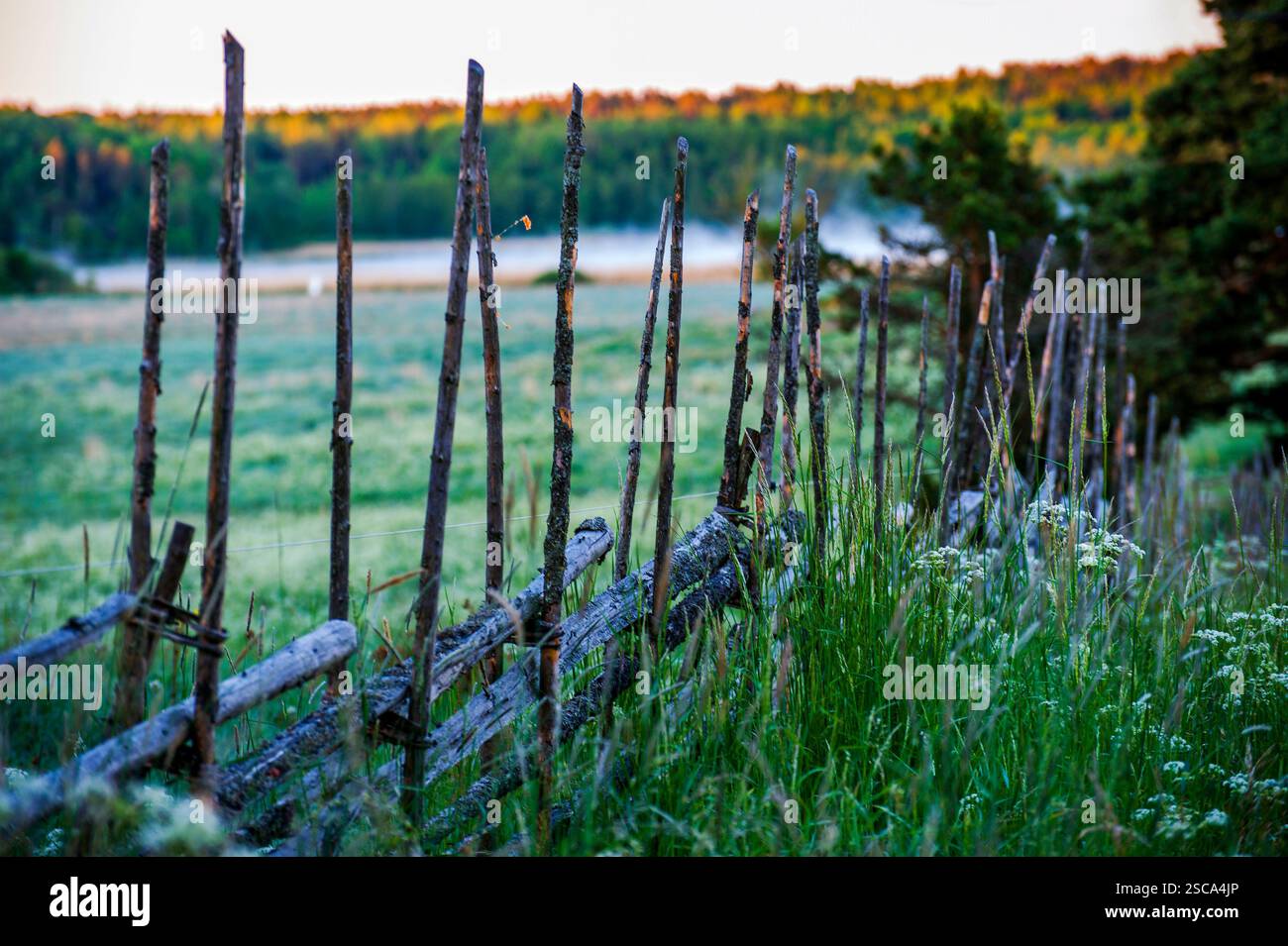 Old Swedish style wooden fence.Partial clarity and a mysterious morning ...