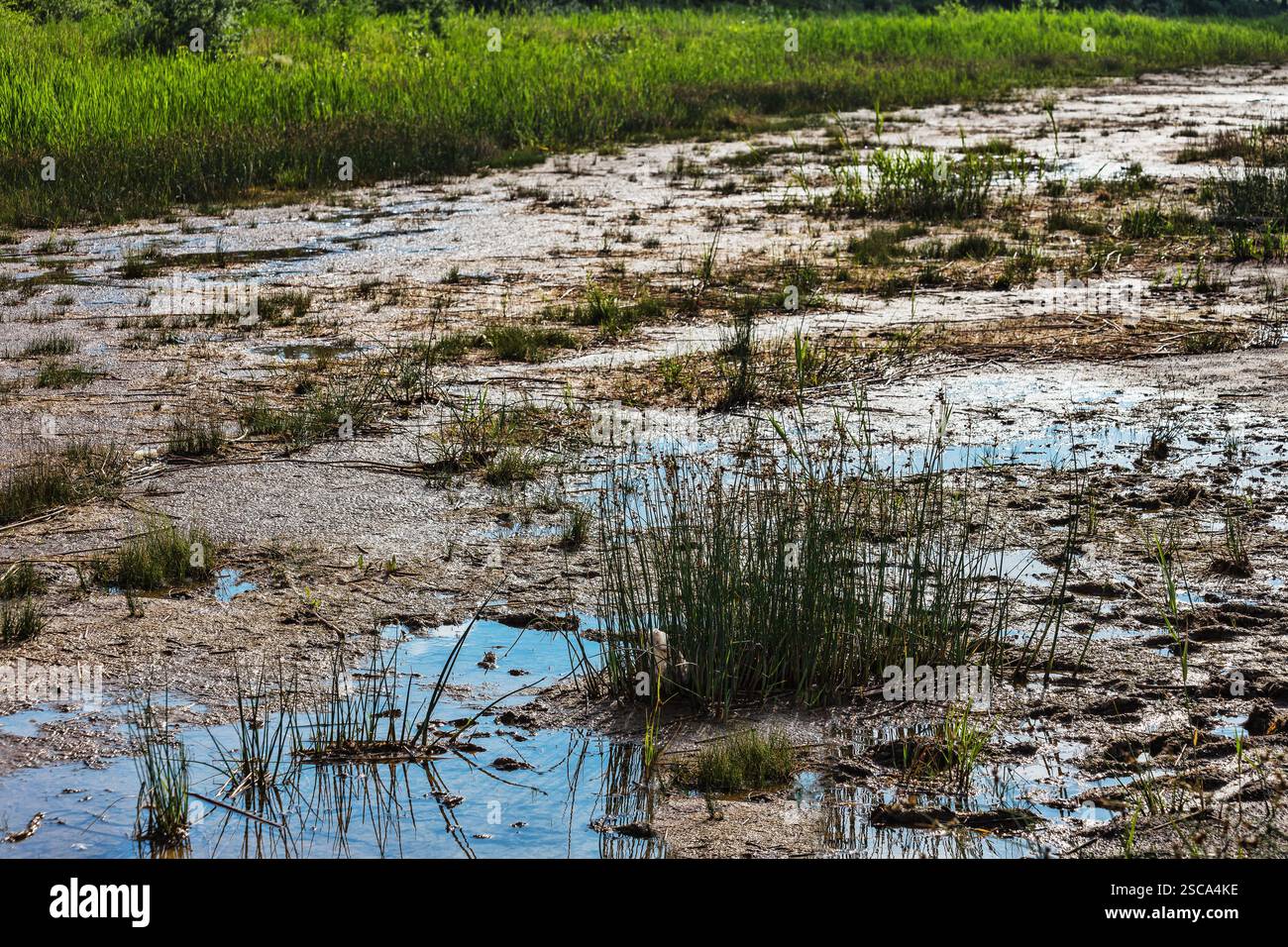 tufts of grass and mire on the silty swamp Stock Photo - Alamy