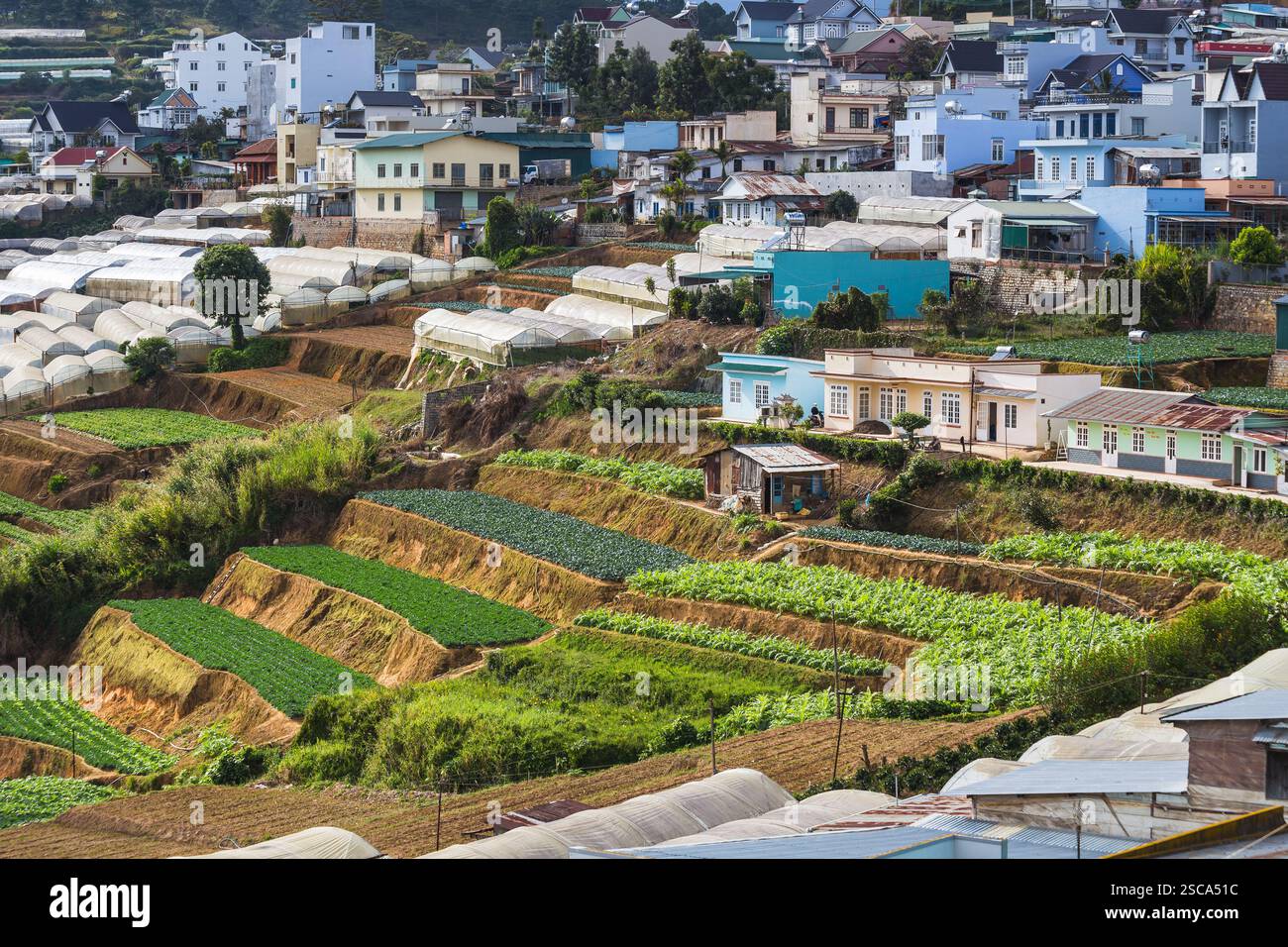 Vietnam. 26 NOV, 2013. Vegetable fields and Housein highland, Dalat. Da ...