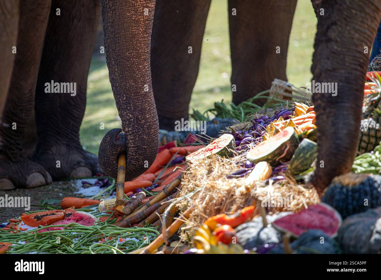 A close-up of elephants' trunks enjoying a vibrant fruit buffet as part ...