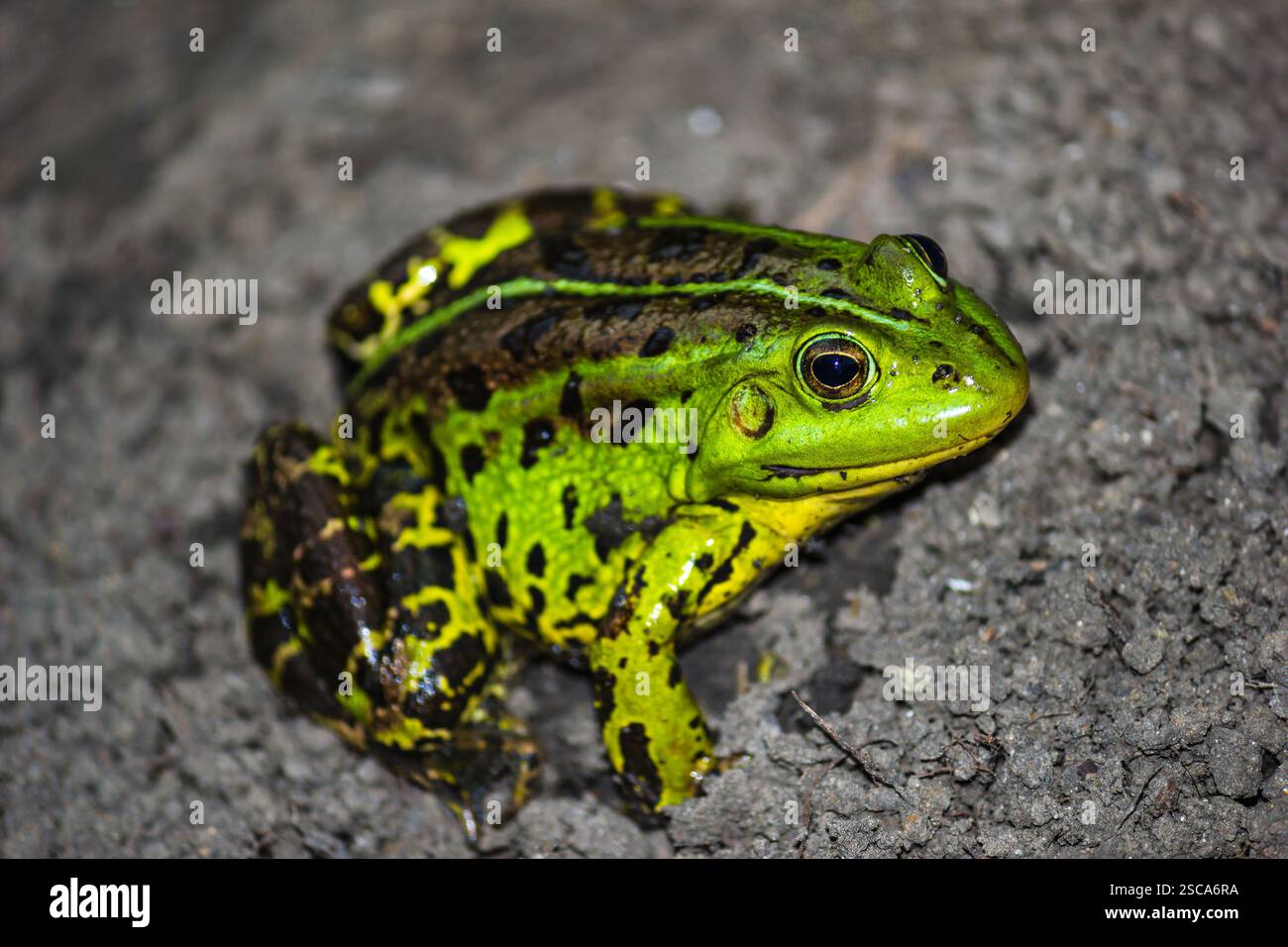 Green frog with warts in the swamp close-up Stock Photo - Alamy
