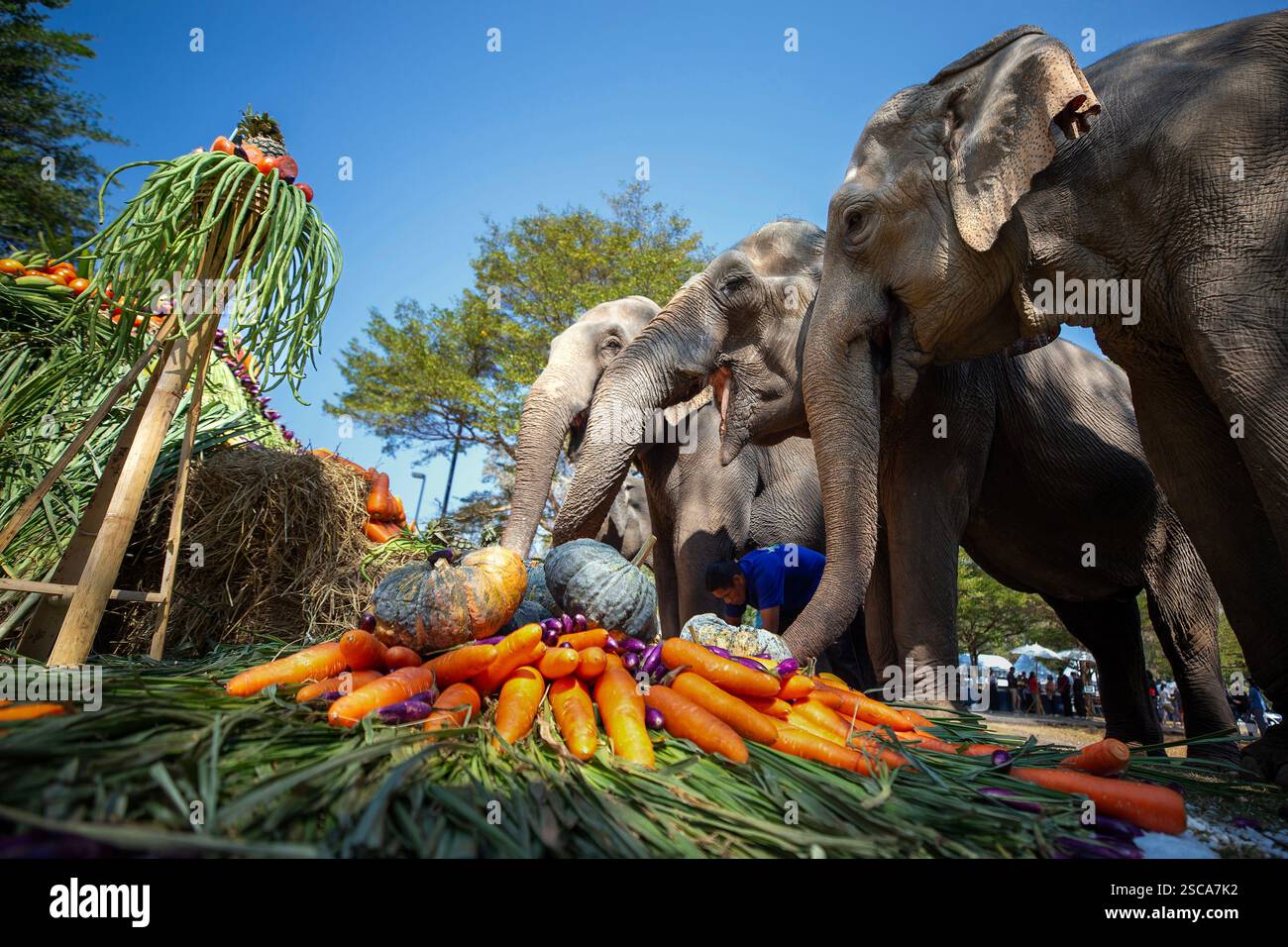 Elephants enjoy a vibrant fruit buffet as part of the 19th-anniversary ...
