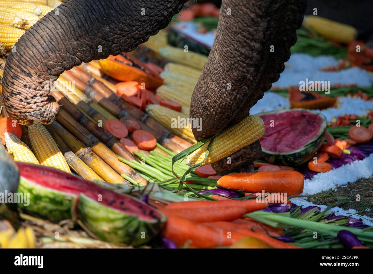 A close-up of an elephants' trunks enjoying a vibrant fruit buffet as ...
