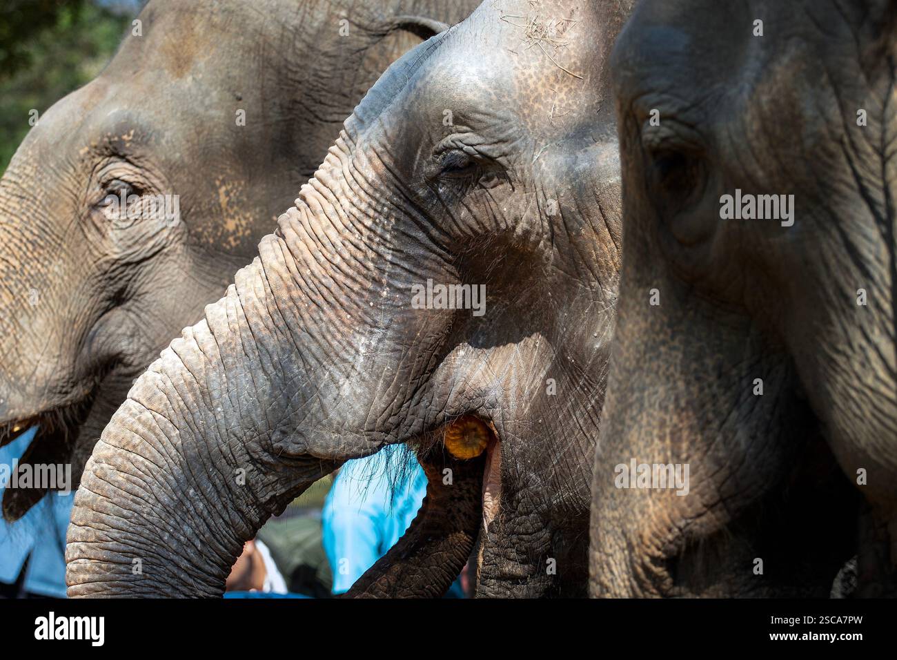 An elephant eating corn during a vibrant fruit buffet as part of the ...