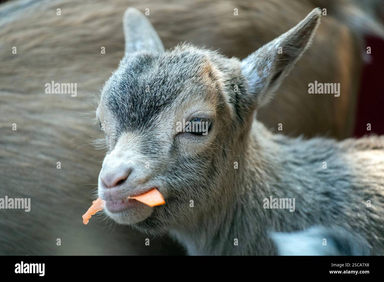 A mini pygmy goat eating a carrot during a vibrant fruit buffet as part ...