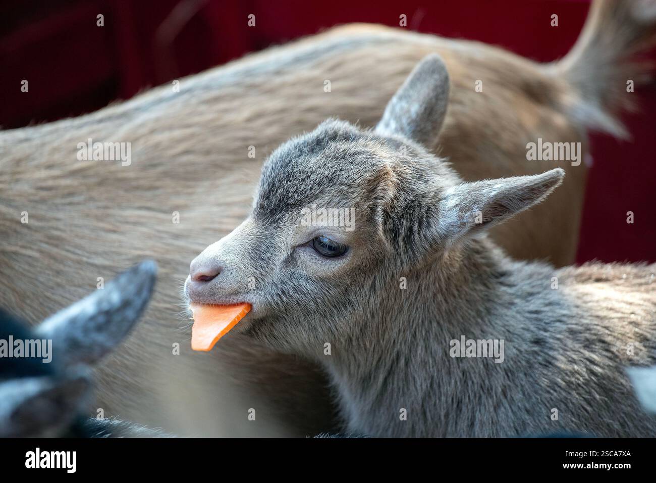 A mini pygmy goat eating a carrot during a vibrant fruit buffet as part ...