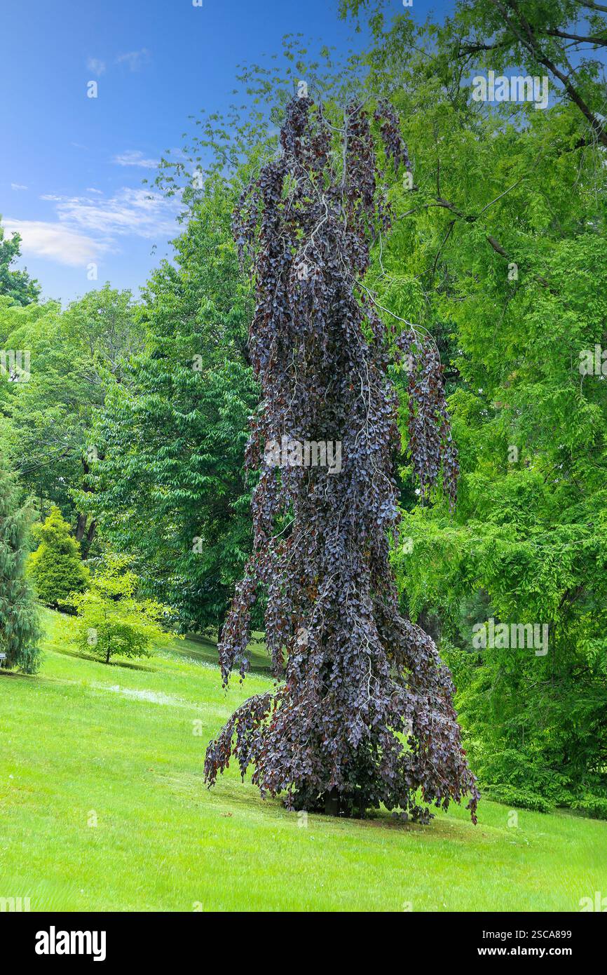 Fagus sylvatica 'purple fountain', a weeping Copper beech tree, also ...