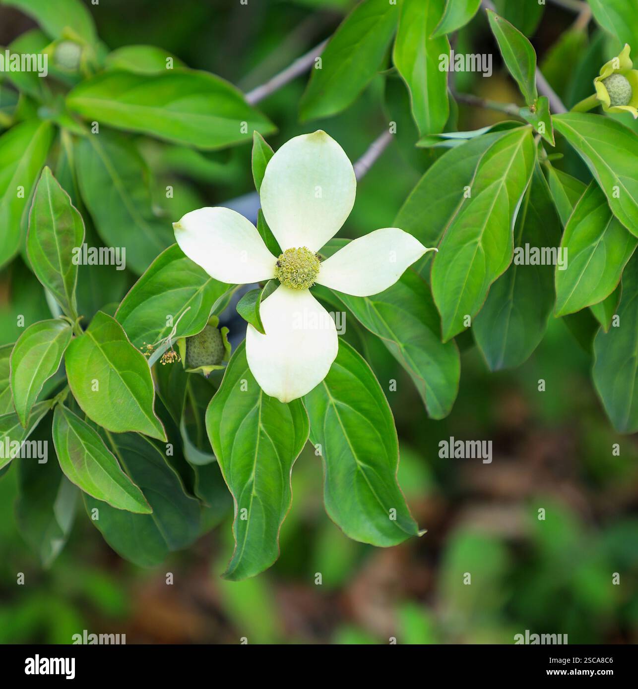 A white flower of a Cornus capitata, a species of dogwood known by the common name evergreen ...