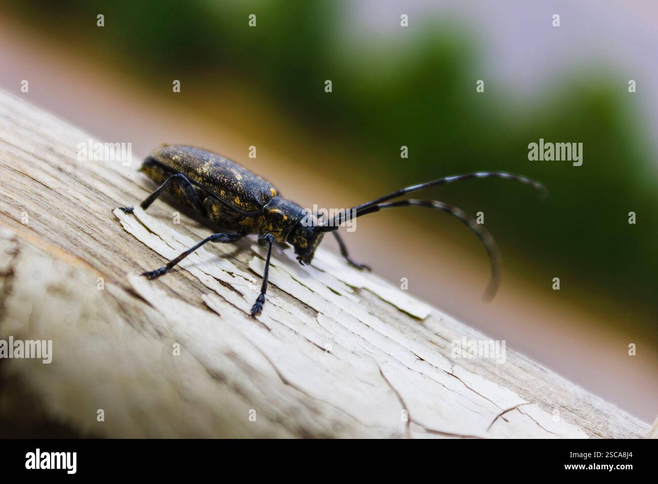 Capricorn beetle (long-horned, longicorn) Batocera rufomaculata in (Phu ...
