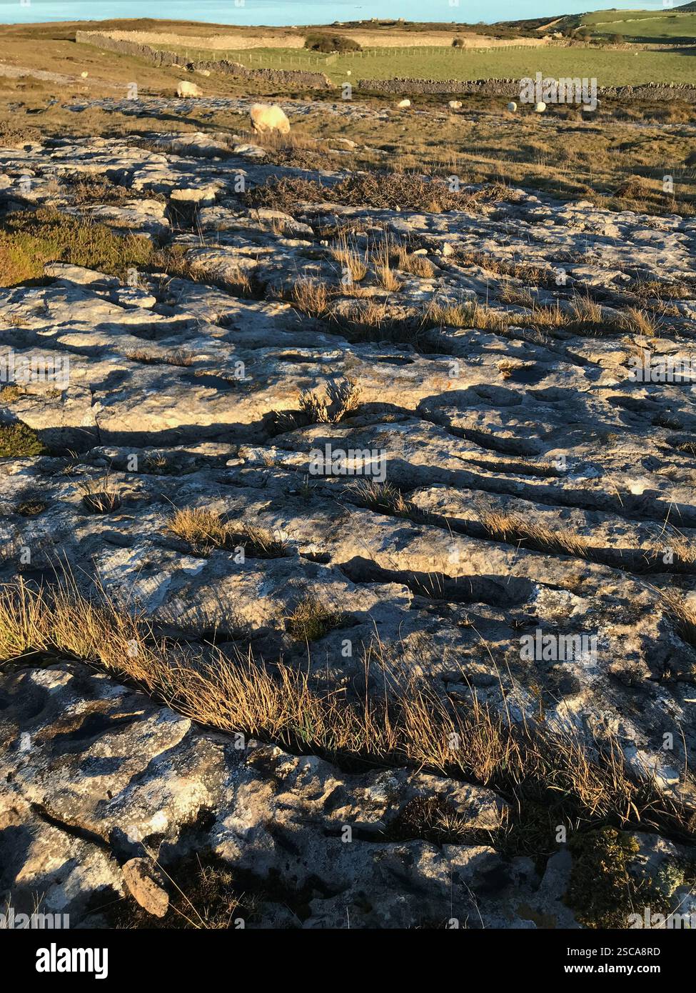 Expanse of limestone pavement (alvar), first exposed during the last ...