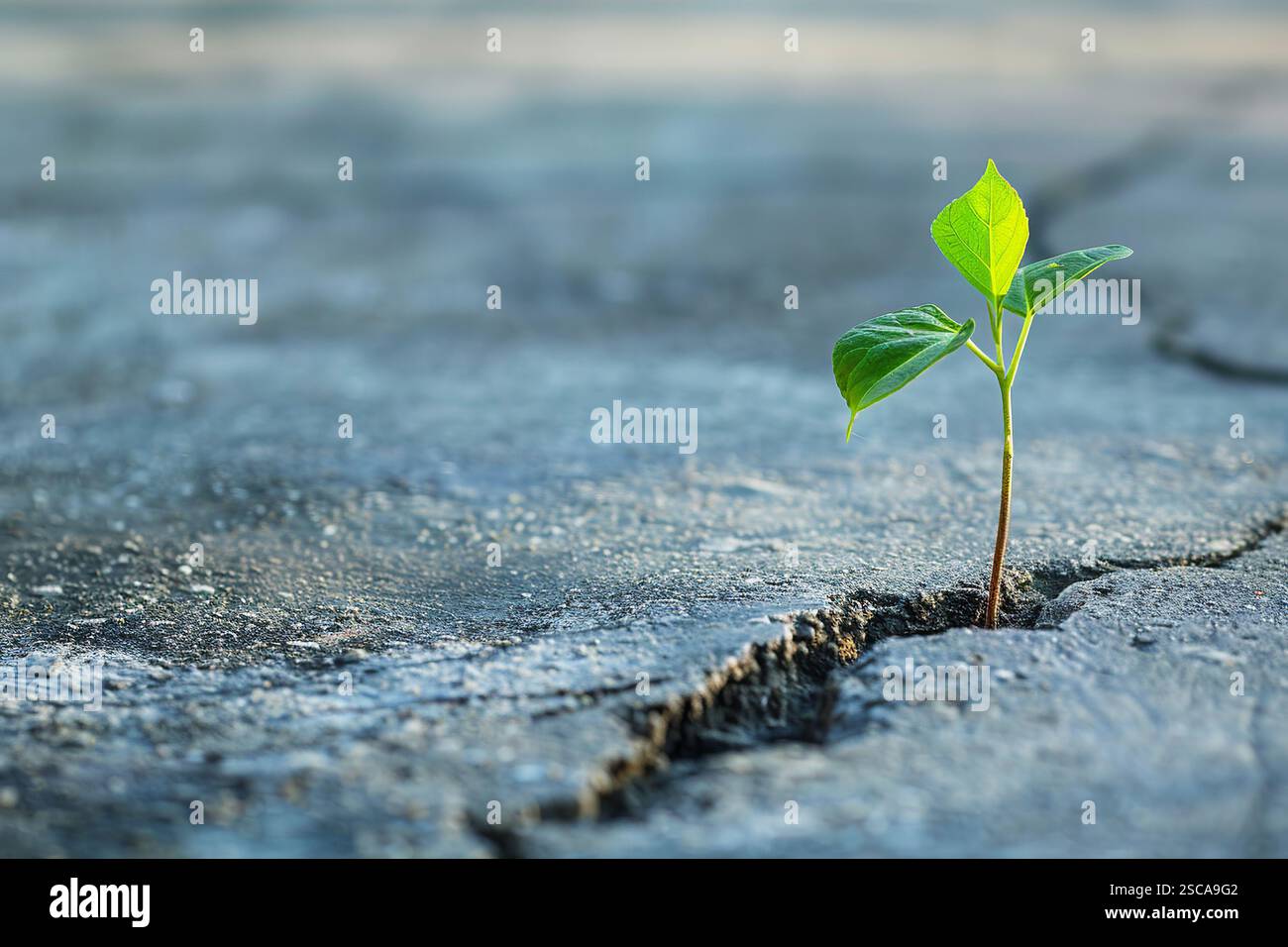 : A sprout grows from a crack in the concrete. This is a symbol of life ...