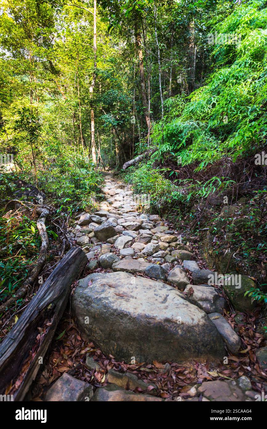 The path in the tropical jungles of South East Asia Thailand Koh Chang ...