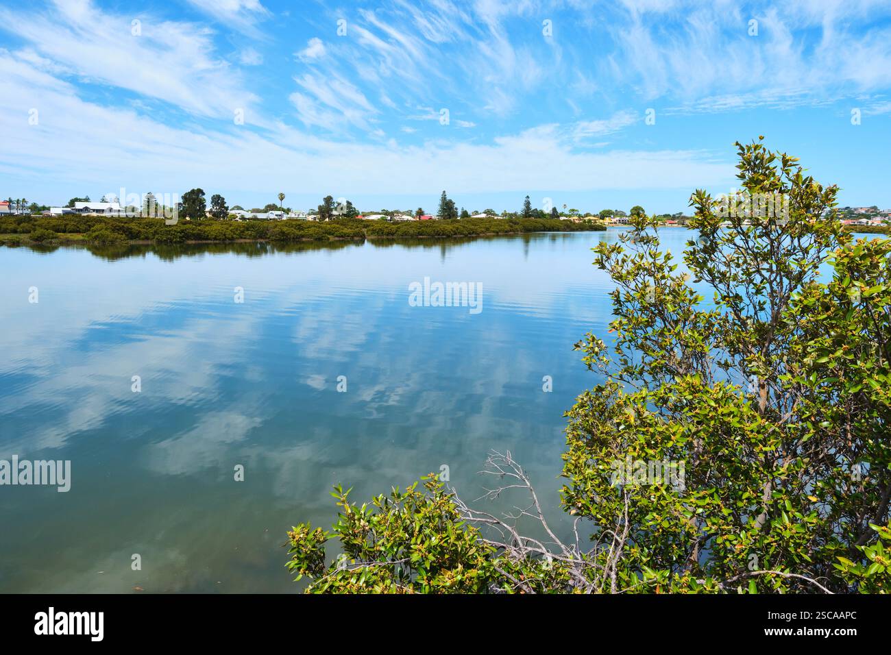 Clouds reflected on water and Grey Mangroves, Avicennia marina, in ...