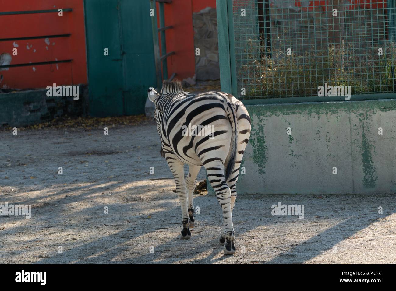 Zebra Zoo Enclosure Backside: Captive plains zebra viewed from behind ...
