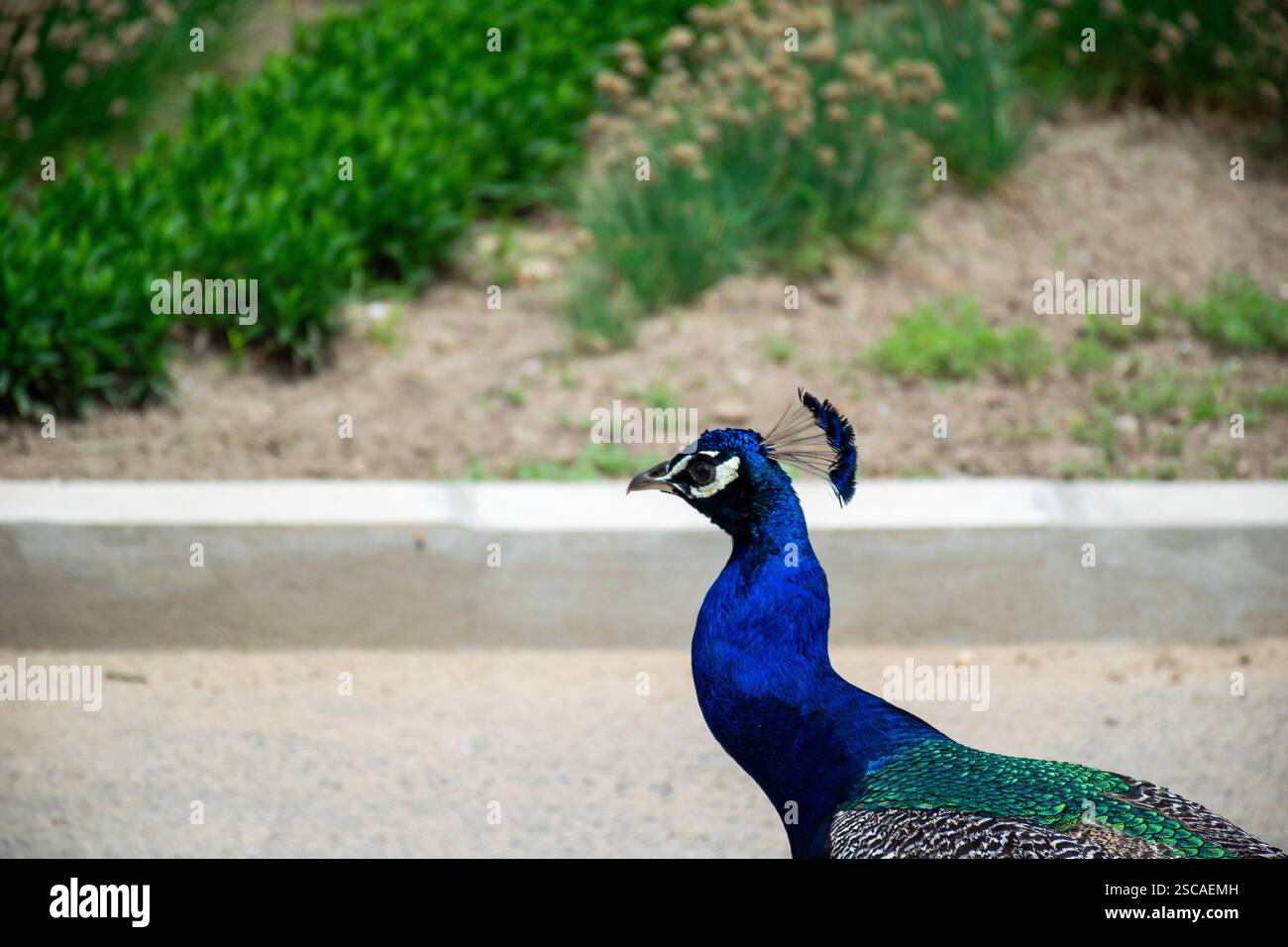A bright male peacock shows off his bright plumage Stock Photo - Alamy
