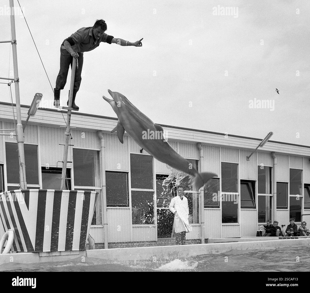 Dolphinarium in Harderwijk: Picture shows a dolphine jumping out of the ...