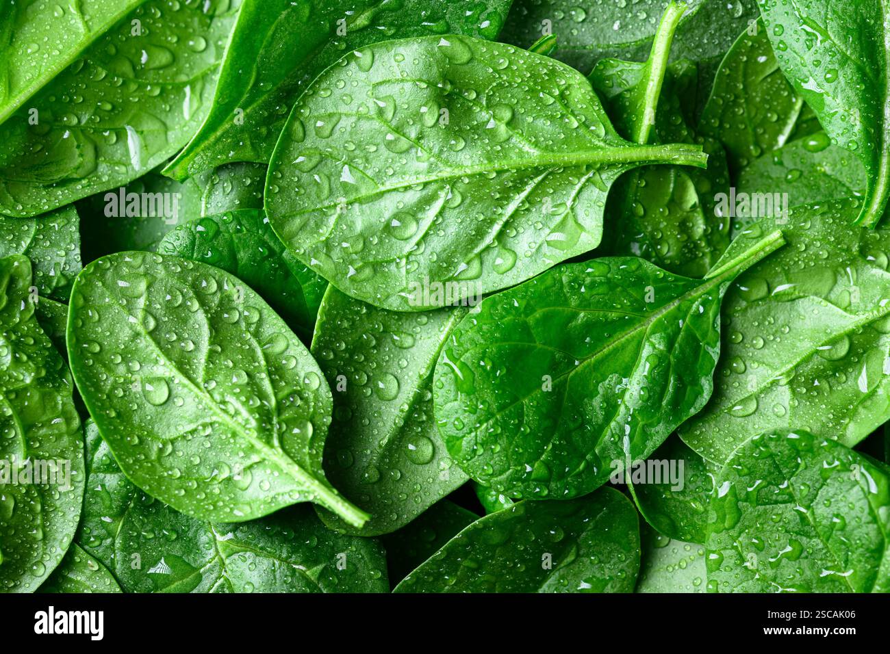 Fresh green spinach leaves with water drops close up. Texture of raw ...